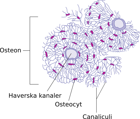 Benlära – Ortobas